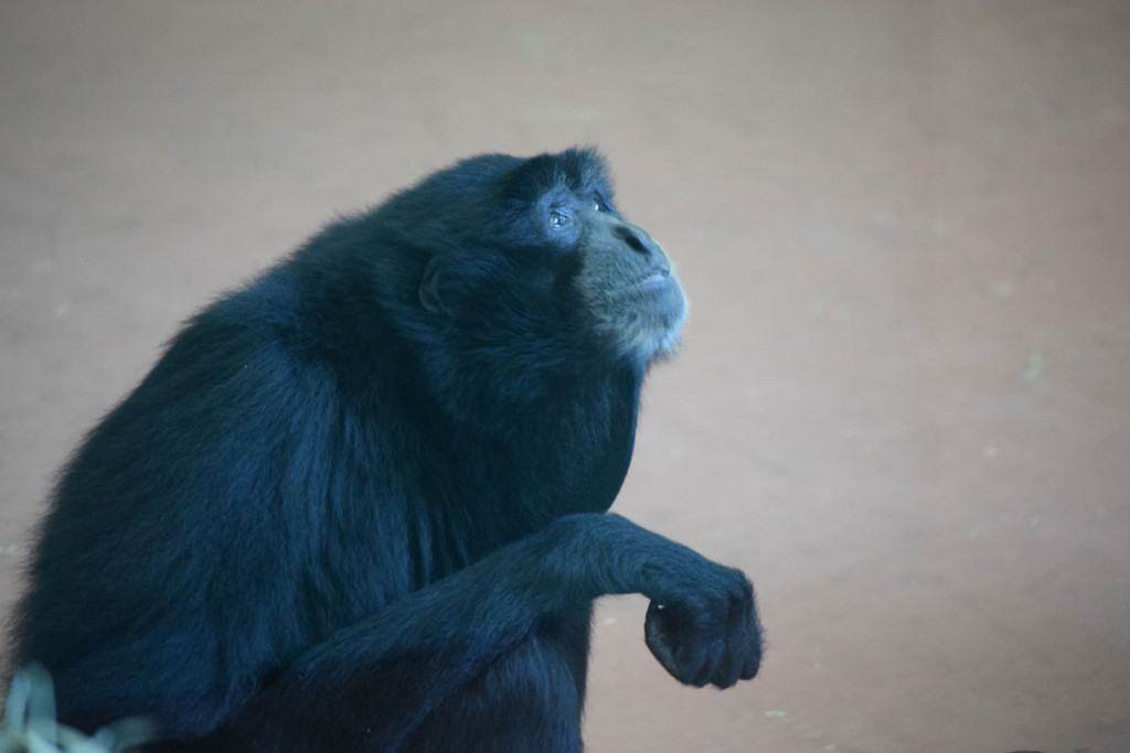 Point Defiance Zoo & Aquarium in Pictures - The Adventures of Trail & Hitch