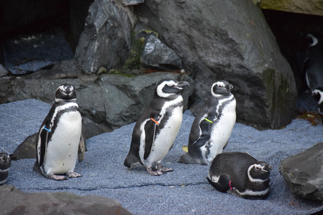 Point Defiance Zoo & Aquarium in Pictures – The Adventures of Trail & Hitch
