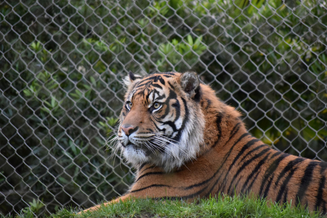 Point Defiance Zoo & Aquarium in Pictures - The Adventures of Trail & Hitch