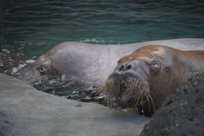 Point Defiance Zoo & Aquarium in Pictures - The Adventures of Trail & Hitch