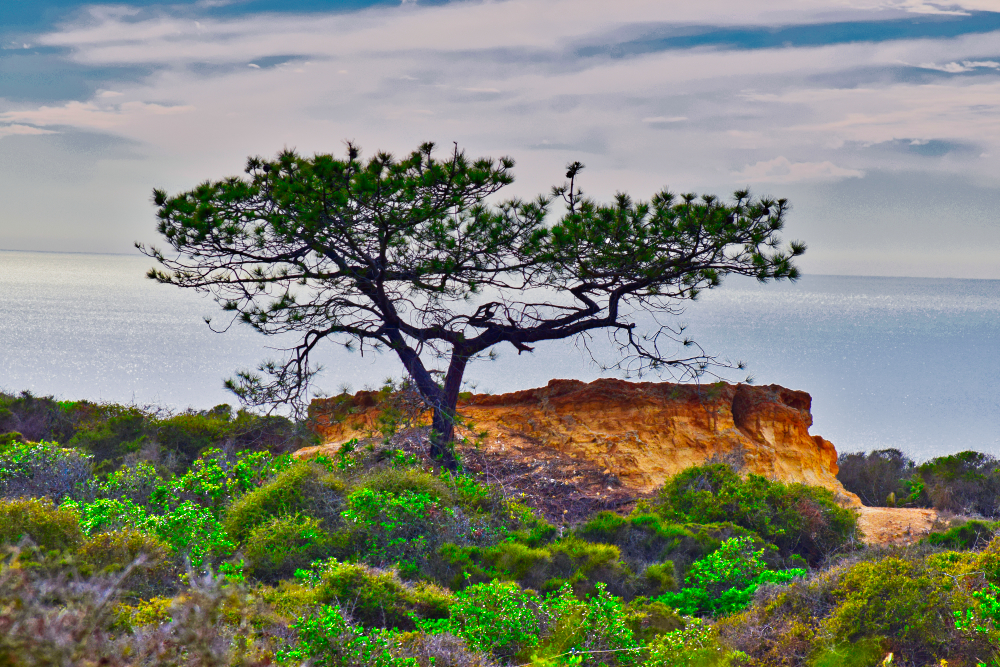 Torrey Pines State Natural Reserve The Adventures Of Trail Hitch