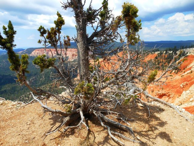 Bryce Canyon National Park: Highway 63 & Bristlecone Loop – The ...
