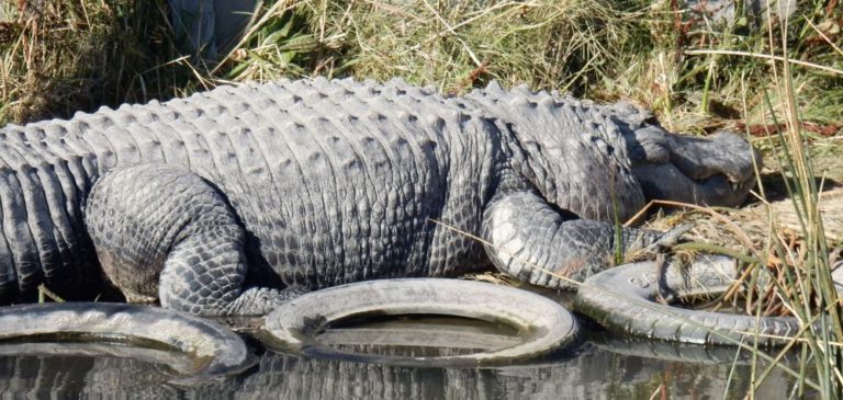 Colorado Gator – The Adventures of Trail & Hitch