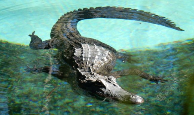 Juniper Springs in Ocala National Forest – The Adventures of Trail & Hitch