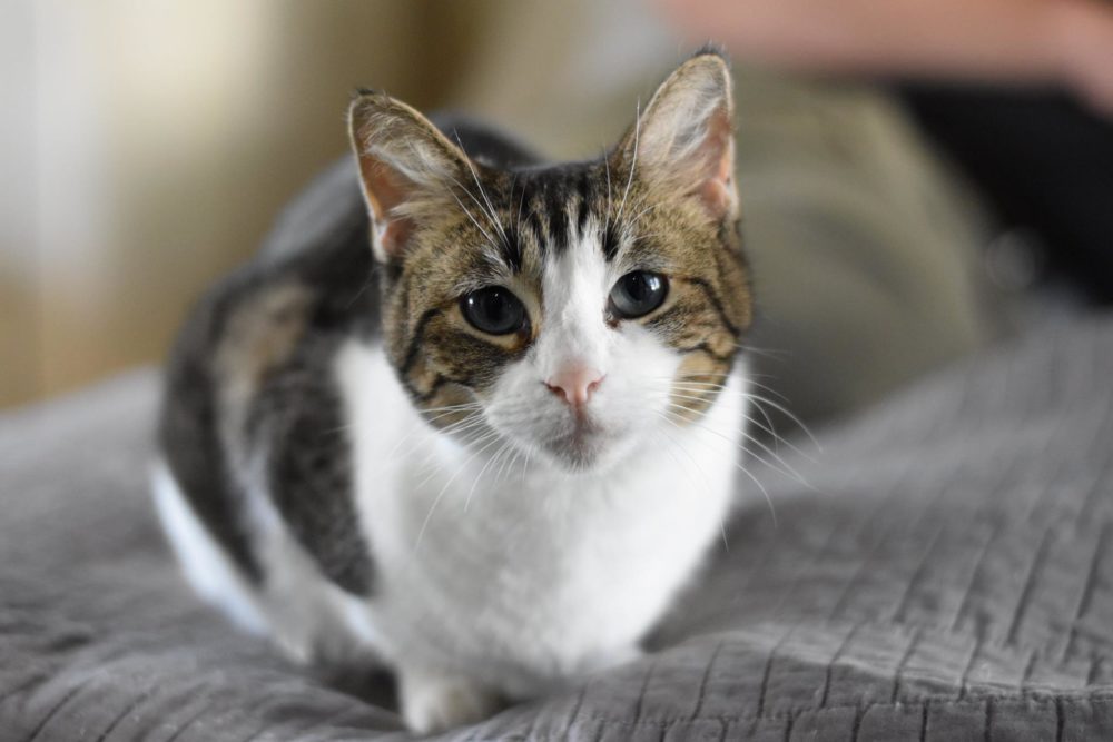 Airstream Trailer Cats: How They Roll! - The Adventures of Trail & Hitch