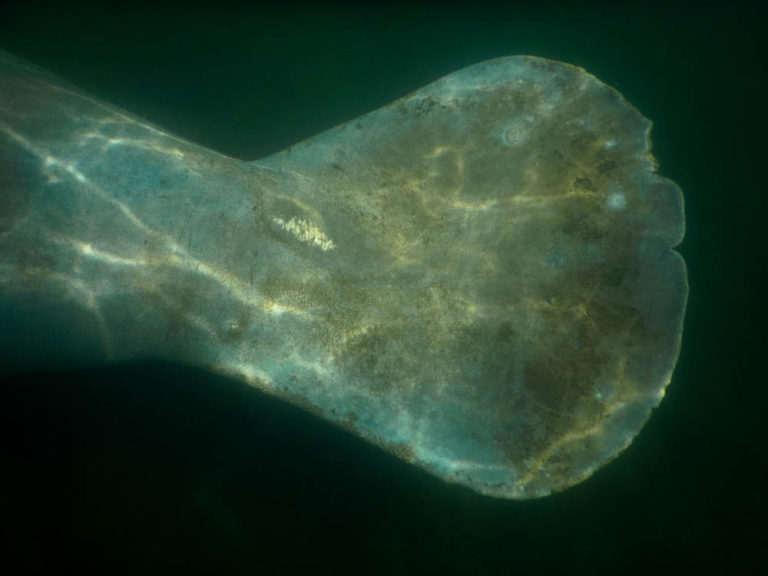 Manatees of Crystal River, Florida – The Adventures of Trail & Hitch