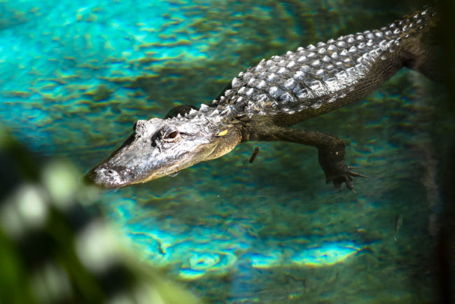 Juniper Springs in Ocala National Forest – The Adventures of Trail & Hitch