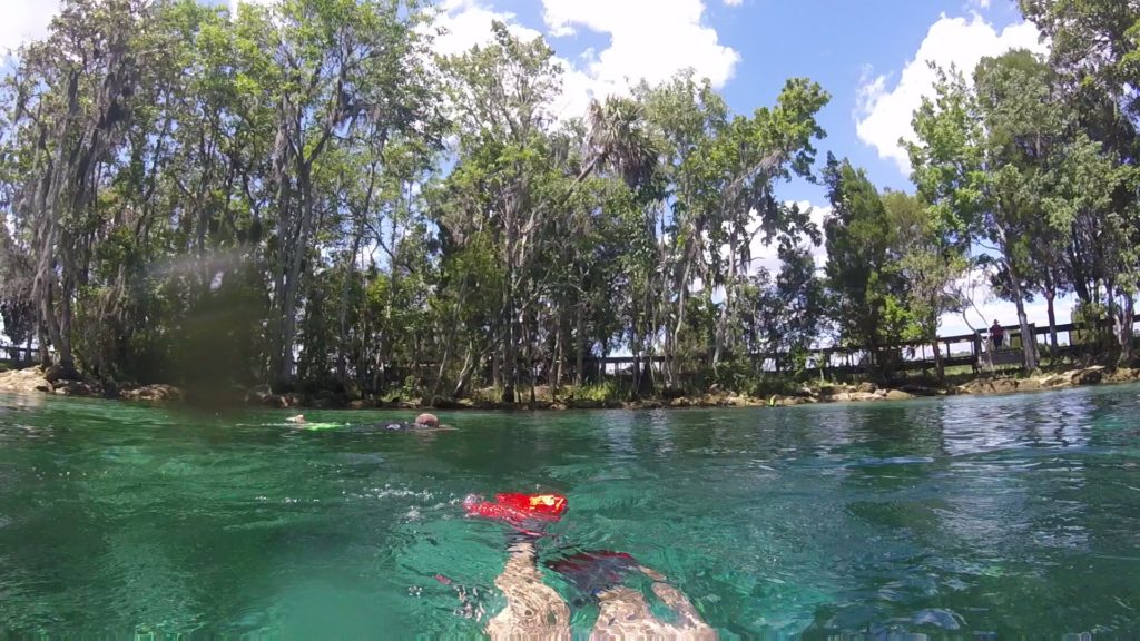 Manatees of Crystal River, Florida – The Adventures of Trail & Hitch