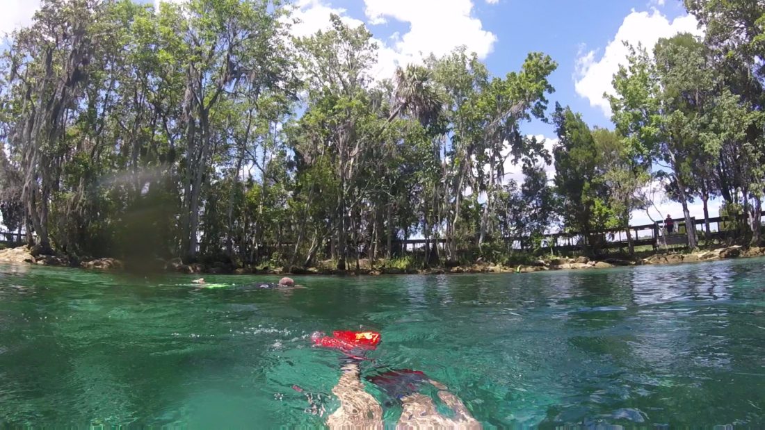 Manatees of Crystal River, Florida – The Adventures of Trail & Hitch