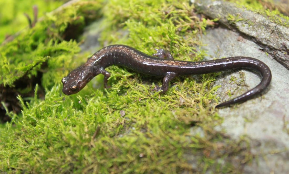 Waterfalls of Great Smoky Mountains – The Adventures of Trail & Hitch